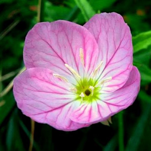 PACEs Science 101 – ACEs Too High